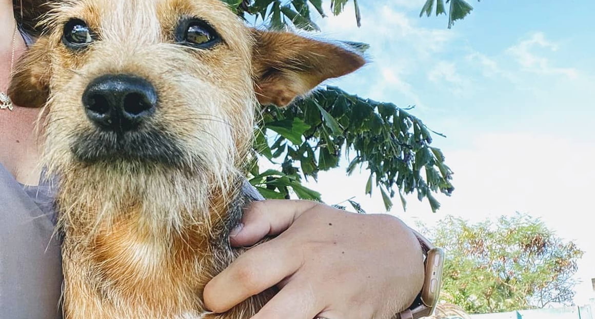 Rescue Dogs - Ocean Acres Animal Sanctuary