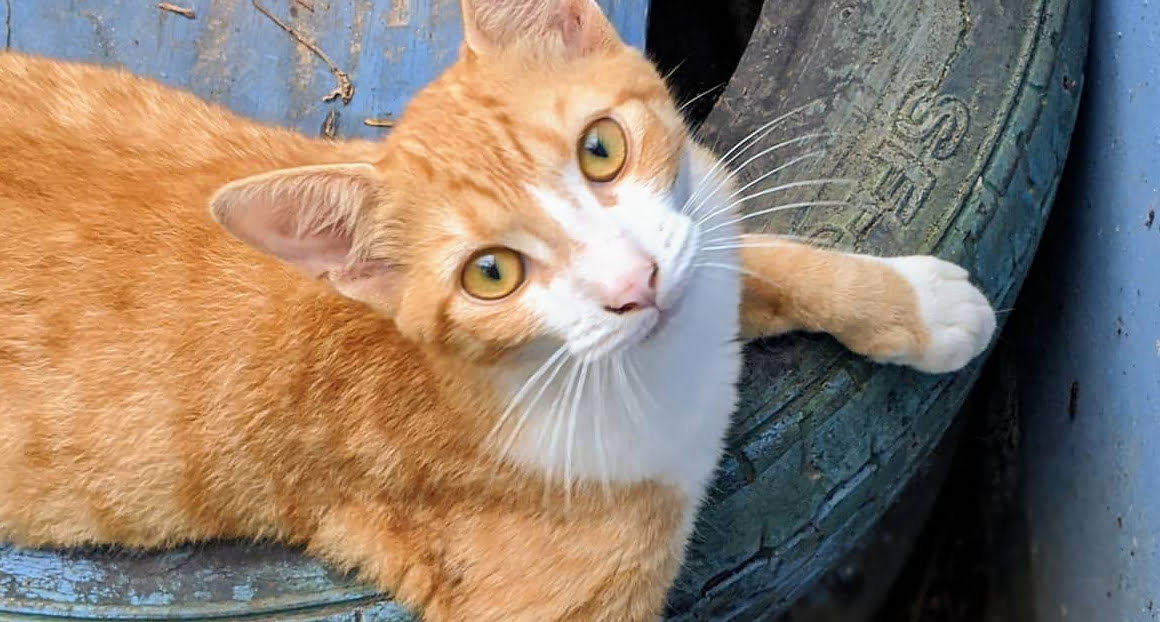 The Sponsor Club - Ocean Acres Animal Sanctuary