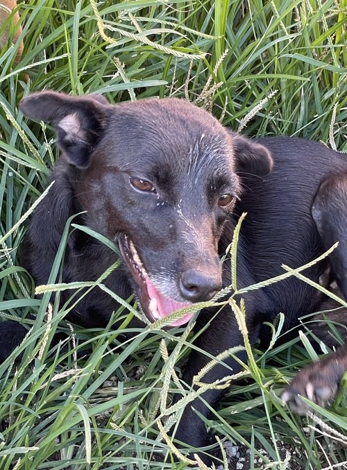 Adopt A Dog Barbados - Ocean Acres Animal Sanctuary, St. John