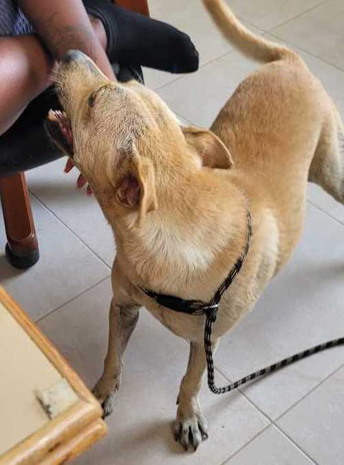 Colin - Ocean Acres Animal Sanctuary