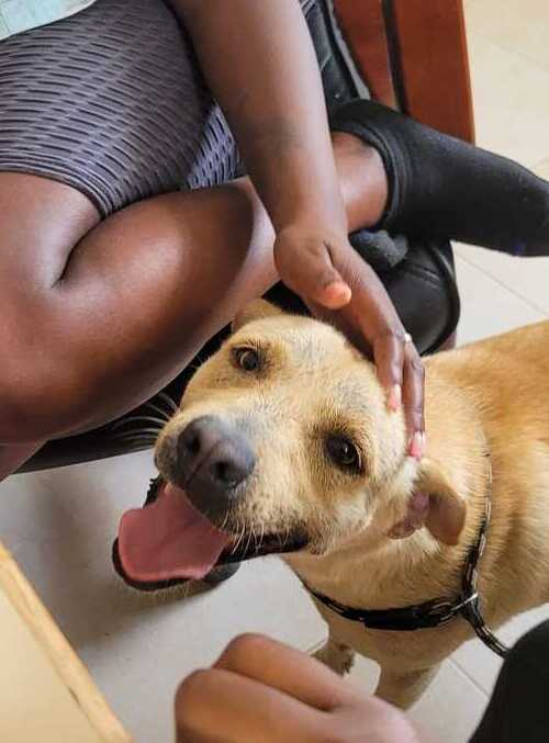 Colin - Ocean Acres Animal Sanctuary