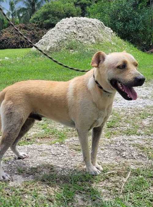 Colin - Ocean Acres Animal Sanctuary