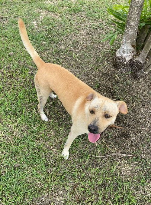 Colin - Ocean Acres Animal Sanctuary
