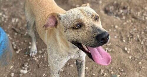 Colin - Ocean Acres Animal Sanctuary