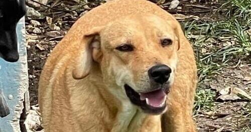 Ethel - Ocean Acres Animal Sanctuary