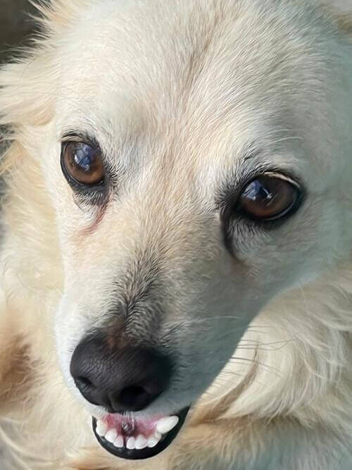 Connor - Ocean Acres Animal Sanctuary
