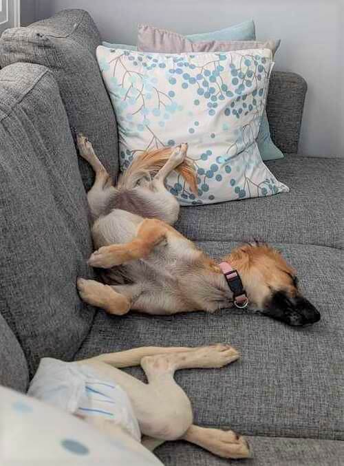 Indie - Ocean Acres Animal Sanctuary