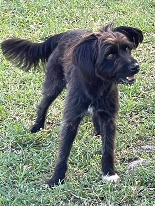 Mustafa - Ocean Acres Animal Sanctuary