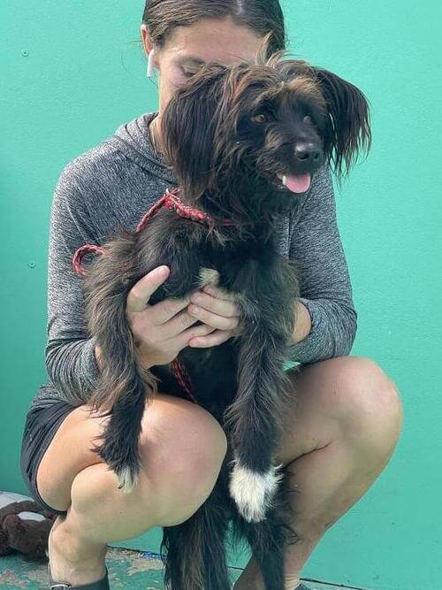 Mustafa - Ocean Acres Animal Sanctuary