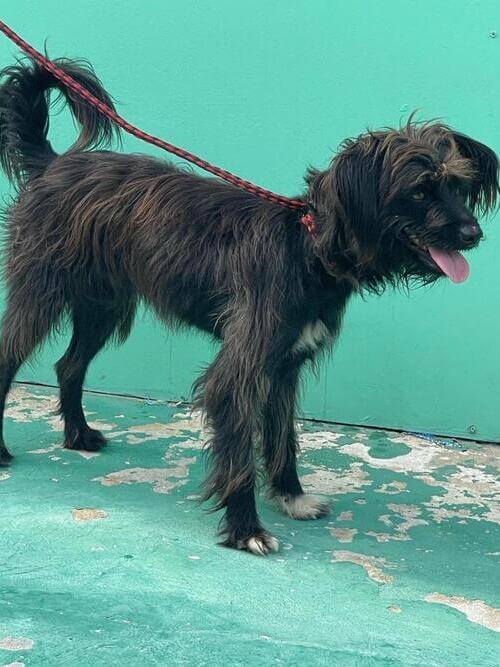 Mustafa - Ocean Acres Animal Sanctuary