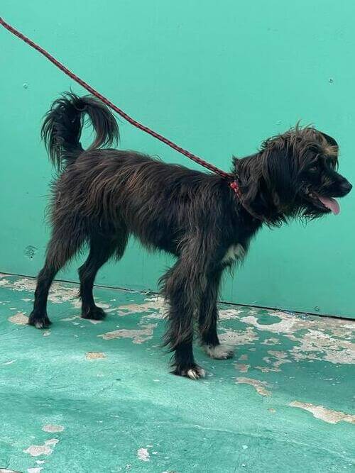 Mustafa - Ocean Acres Animal Sanctuary