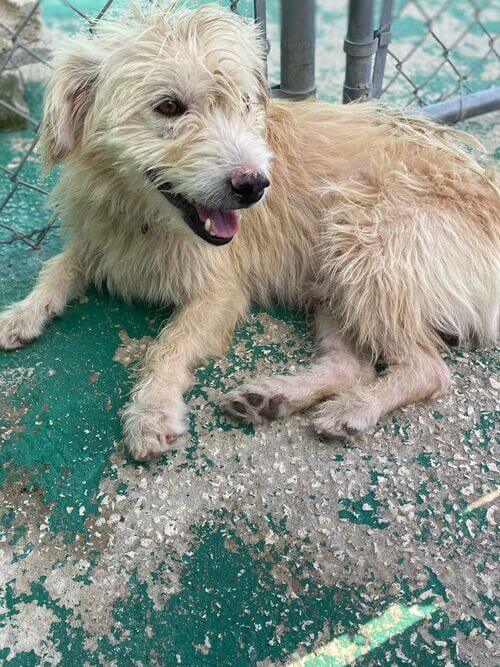 Quinn - Ocean Acres Animal Sanctuary