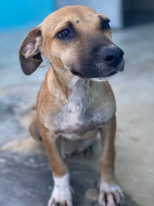 Zella - Ocean Acres Animal Sanctuary