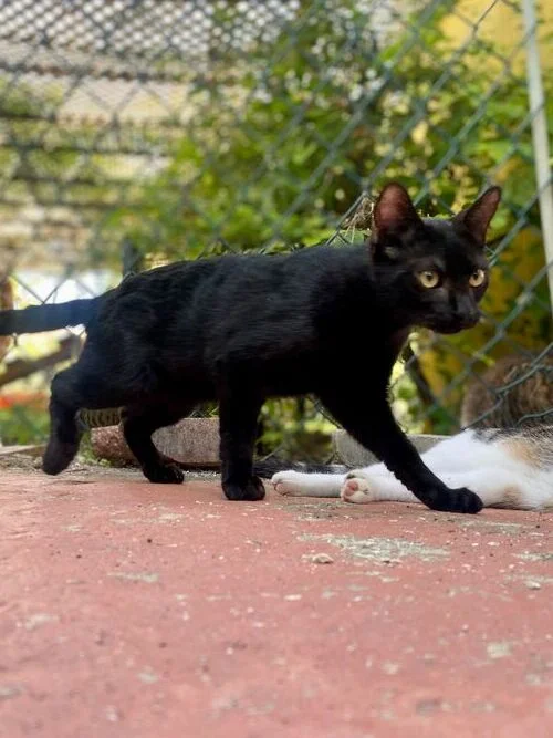 Yan - Ocean Acres Animal Sanctuary