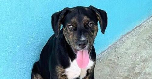 Jekyll - Ocean Acres Animal Sanctuary