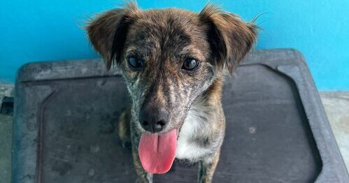 Blush - Ocean Acres Animal Sanctuary