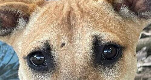 Zaylee - Ocean Acres Animal Sanctuary