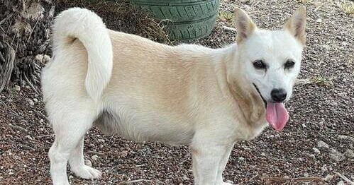 Bilbo - Ocean Acres Animal Sanctuary