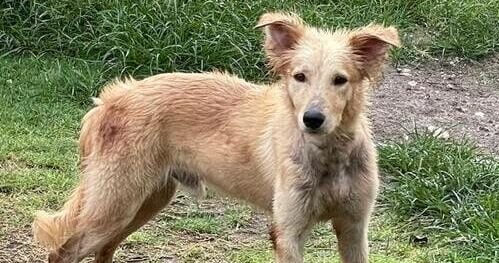 Bip - Ocean Acres Animal Sanctuary