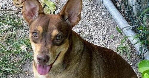 Brad - Ocean Acres Animal Sanctuary