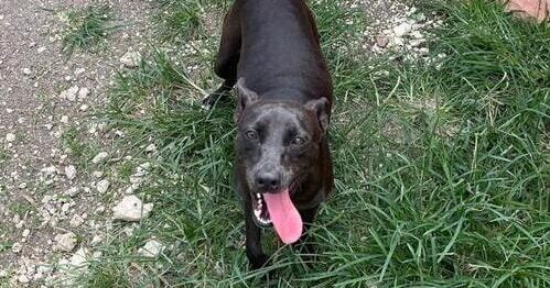 Omar - Ocean Acres Animal Sanctuary