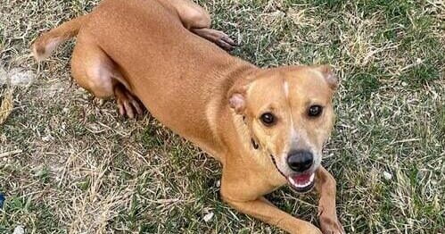 Tawn - Ocean Acres Animal Sanctuary