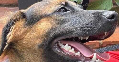 Gio - Ocean Acres Animal Sanctuary