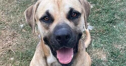 Gordon - Ocean Acres Animal Sanctuary