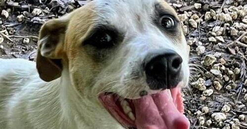 Wayne - Ocean Acres Animal Sanctuary