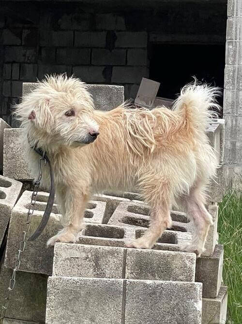 Quinn - Ocean Acres Animal Sanctuary