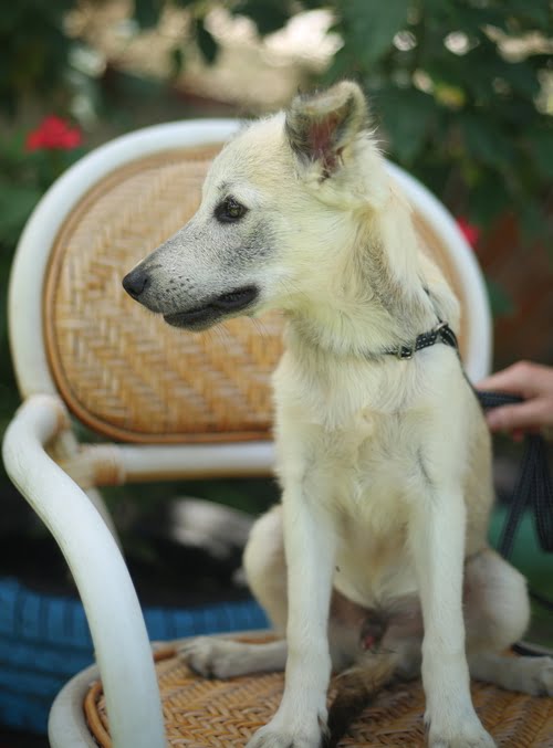 Balu - Ocean Acres Animal Sanctuary