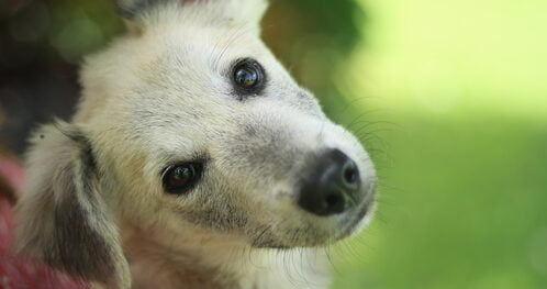 Balu - Ocean Acres Animal Sanctuary