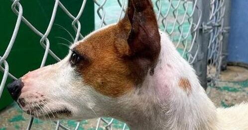 Jamilia - Ocean Acres Animal Sanctuary