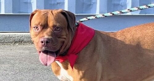 Tortilla - Ocean Acres Animal Sanctuary