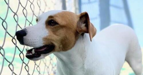 George - Ocean Acres Animal Sanctuary