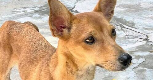 Foxie - Ocean Acres Animal Sanctuary