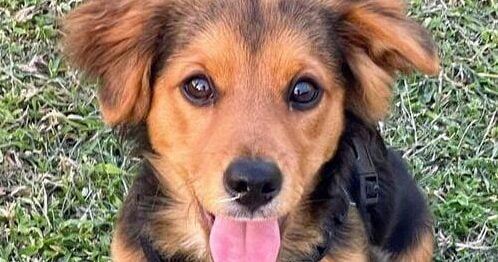 Rolo - Ocean Acres Animal Sanctuary