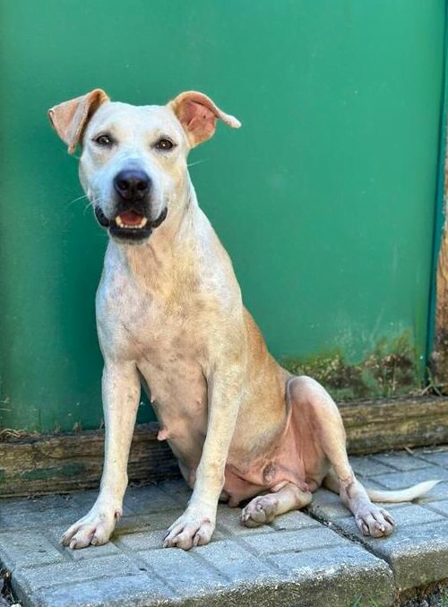 Pet Group: Adopt a Dog - Ocean Acres Animal Sanctuary