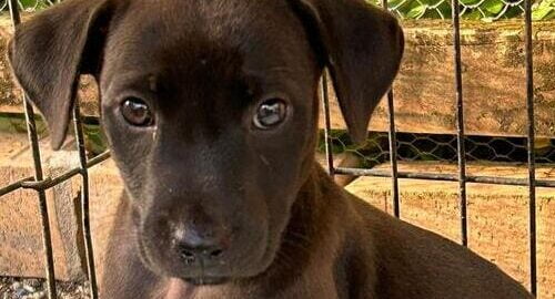 Dusty - Ocean Acres Animal Sanctuary