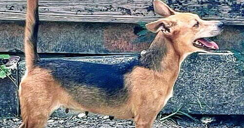 Claudia - Ocean Acres Animal Sanctuary