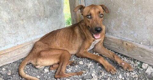 Fernando - Ocean Acres Animal Sanctuary