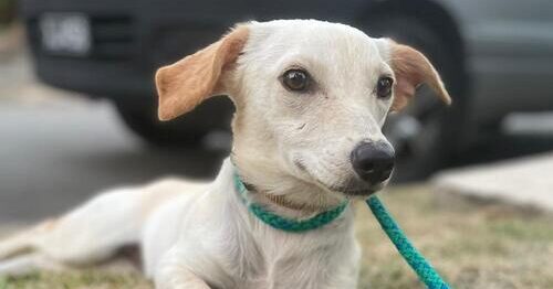 Buttercup - Ocean Acres Animal Sanctuary