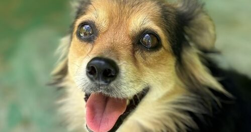 Gunther - Ocean Acres Animal Sanctuary