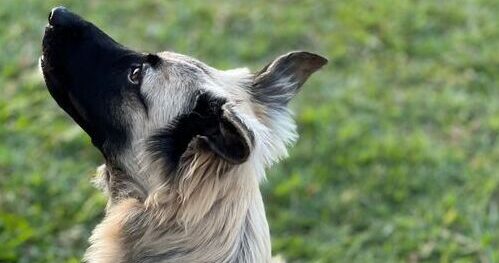 Sheena - Ocean Acres Animal Sanctuary