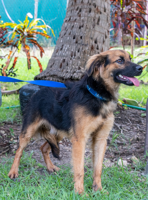 Andy - Ocean Acres Animal Sanctuary