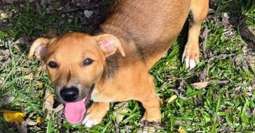Reba - Ocean Acres Animal Sanctuary